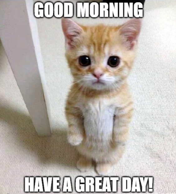 Funny Good Morning Memes 2025 for a Beautiful Morning